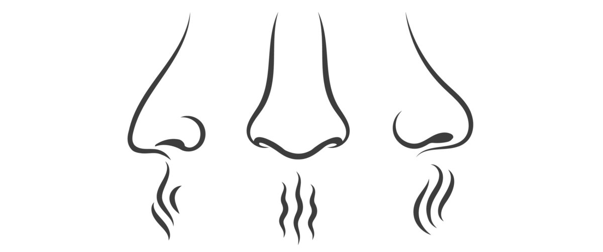 Wie entstehen Gerüche - Homedica